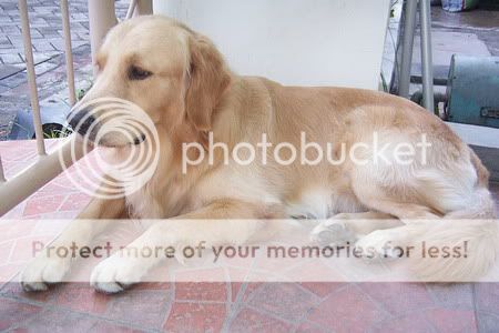 How much exercise to build muscle tone?? | Golden Retriever Dog Forums