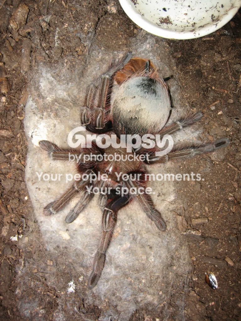 T.Apophysis 4th molt in one year | Arachnoboards