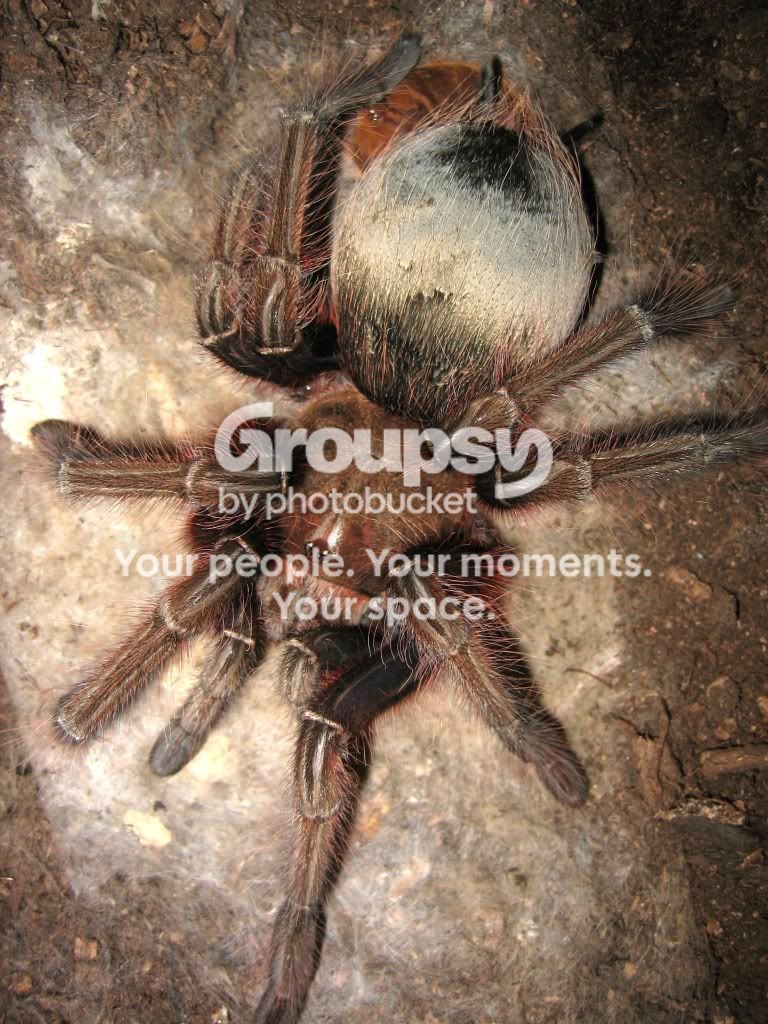 T.Apophysis 4th molt in one year | Arachnoboards