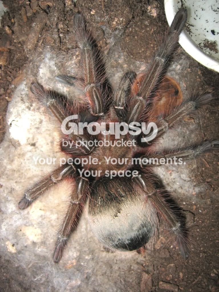 T.Apophysis 4th molt in one year | Arachnoboards