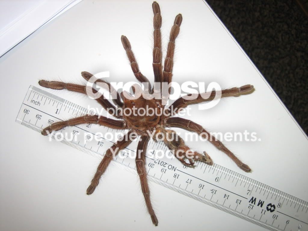 T.Apophysis 4th molt in one year | Arachnoboards