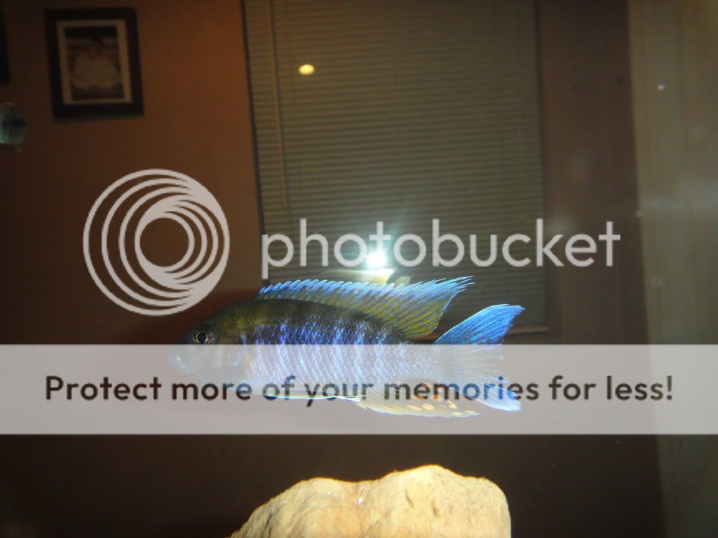 Fin Rot? | Cichlid Fish Forum