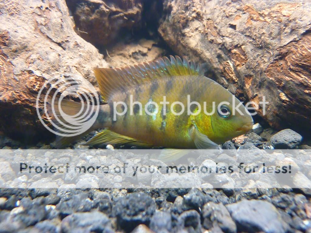 Archocentrus nanoluteus | Cichlid Fish Forum