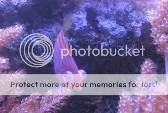 Six Line Wrasse has Popeye! (PIC) | Reef Central Online Community