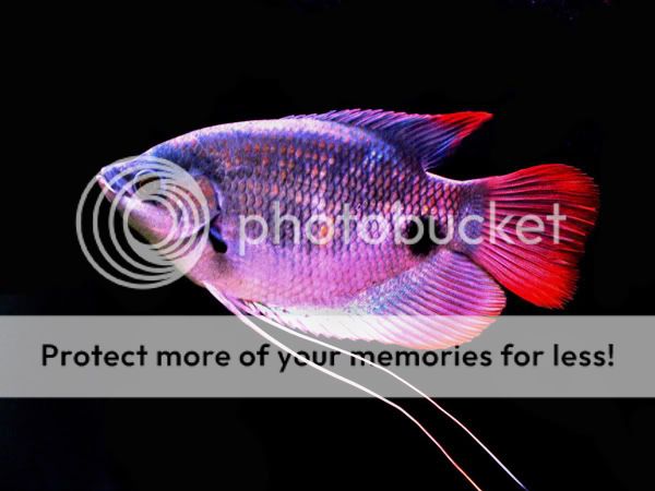 My Red Fin Giant Gourami - wetsocks | MonsterFishKeepers.com
