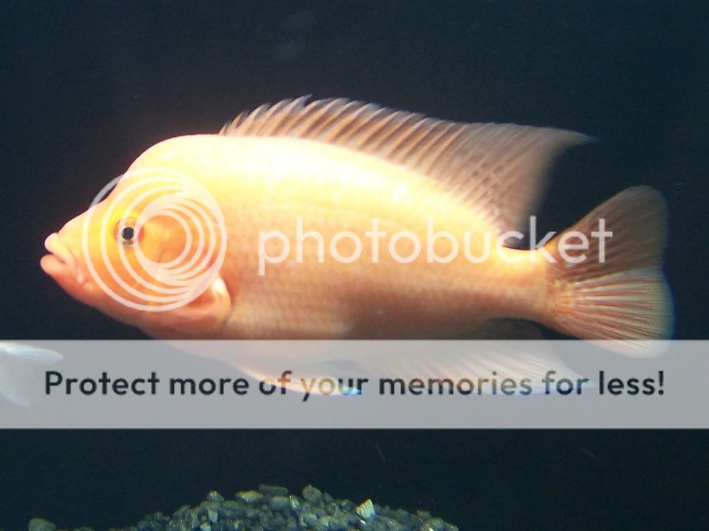 Midas/RD (load warning) | MonsterFishKeepers.com